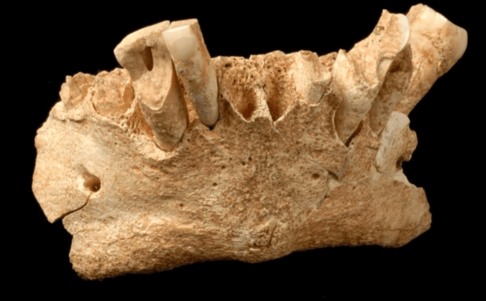 Fossils Show Cavemen Ate Butterflies and Used 'Toothpicks’
