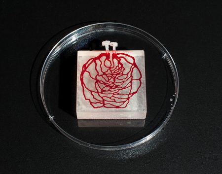 3D-Printed Blood Vessels Successfully Implanted Into Monkeys