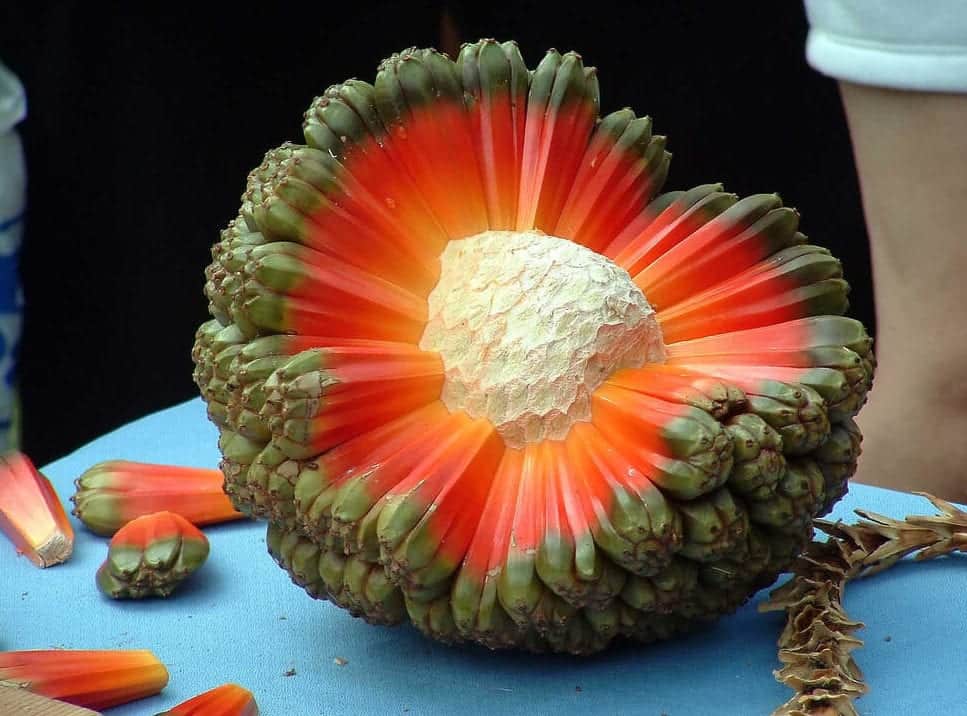 7 Bizarre Foods That'll Make You Do a Double Take