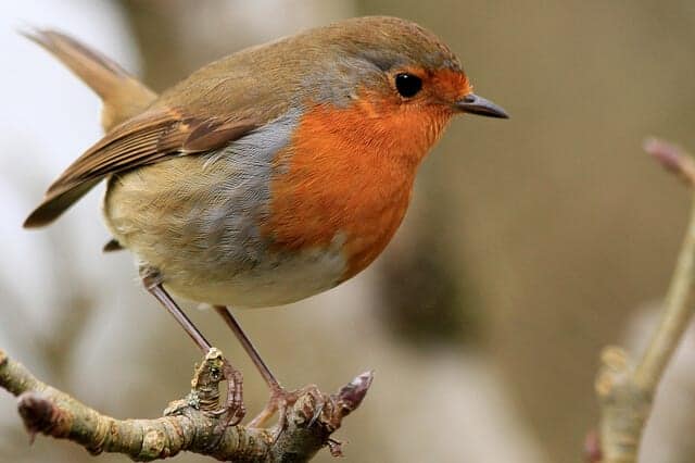 robinbird - Vital Updates