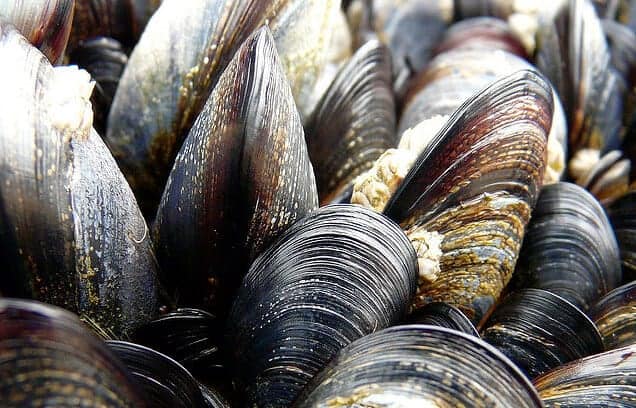 wildmussels - Vital Updates